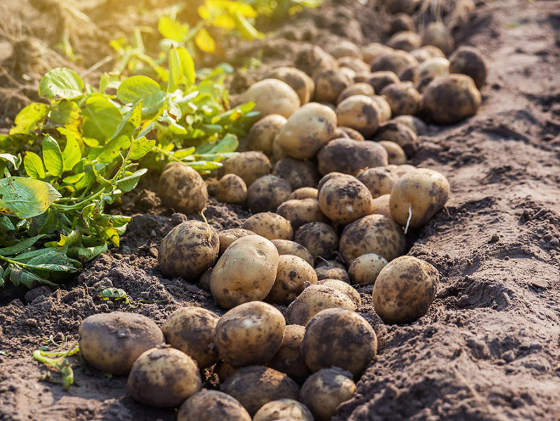 Top 7 Yield Robbers For Potatoes - Smart Talk