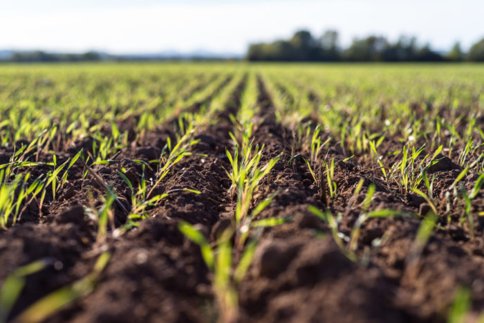 How ESN Can Help Maximize Spring Wheat Profits